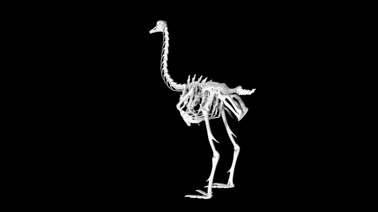 Ostrich Skeleton 3d model Rigged and Low Poly - Team 3d Yard