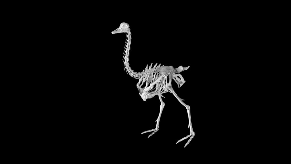 Ostrich Skeleton 3d model Rigged and Low Poly - Team 3d Yard