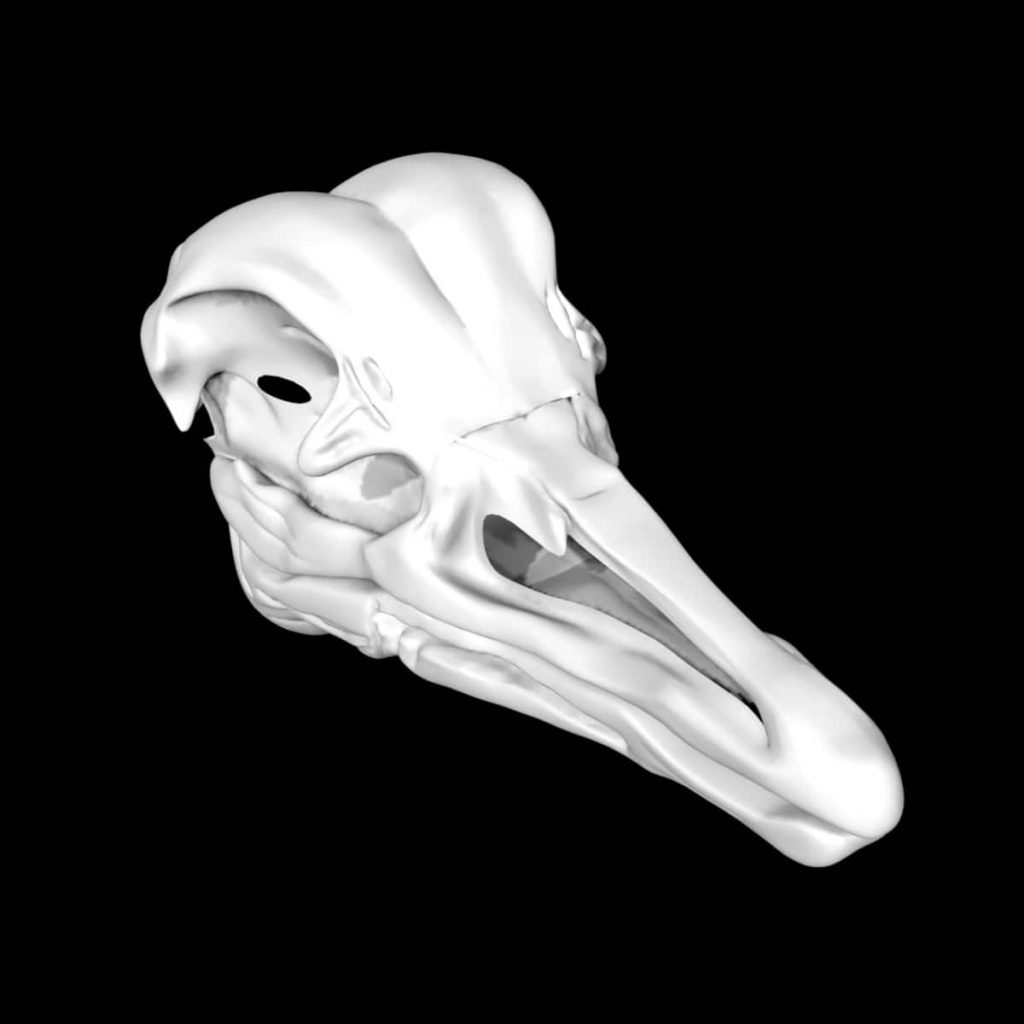 Ostrich skull 3d model Rigged and Low Poly - Team 3d Yard