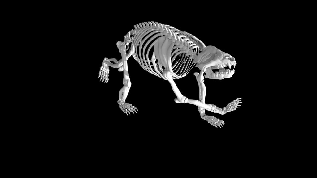 Panda Skeleton 3d model Rigged and Low Poly - Team 3d Yard