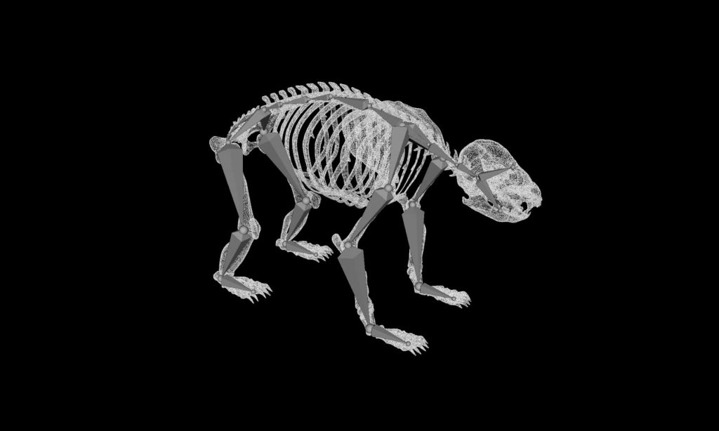 Panda Skeleton 3d model Rigged and Low Poly - Team 3d Yard