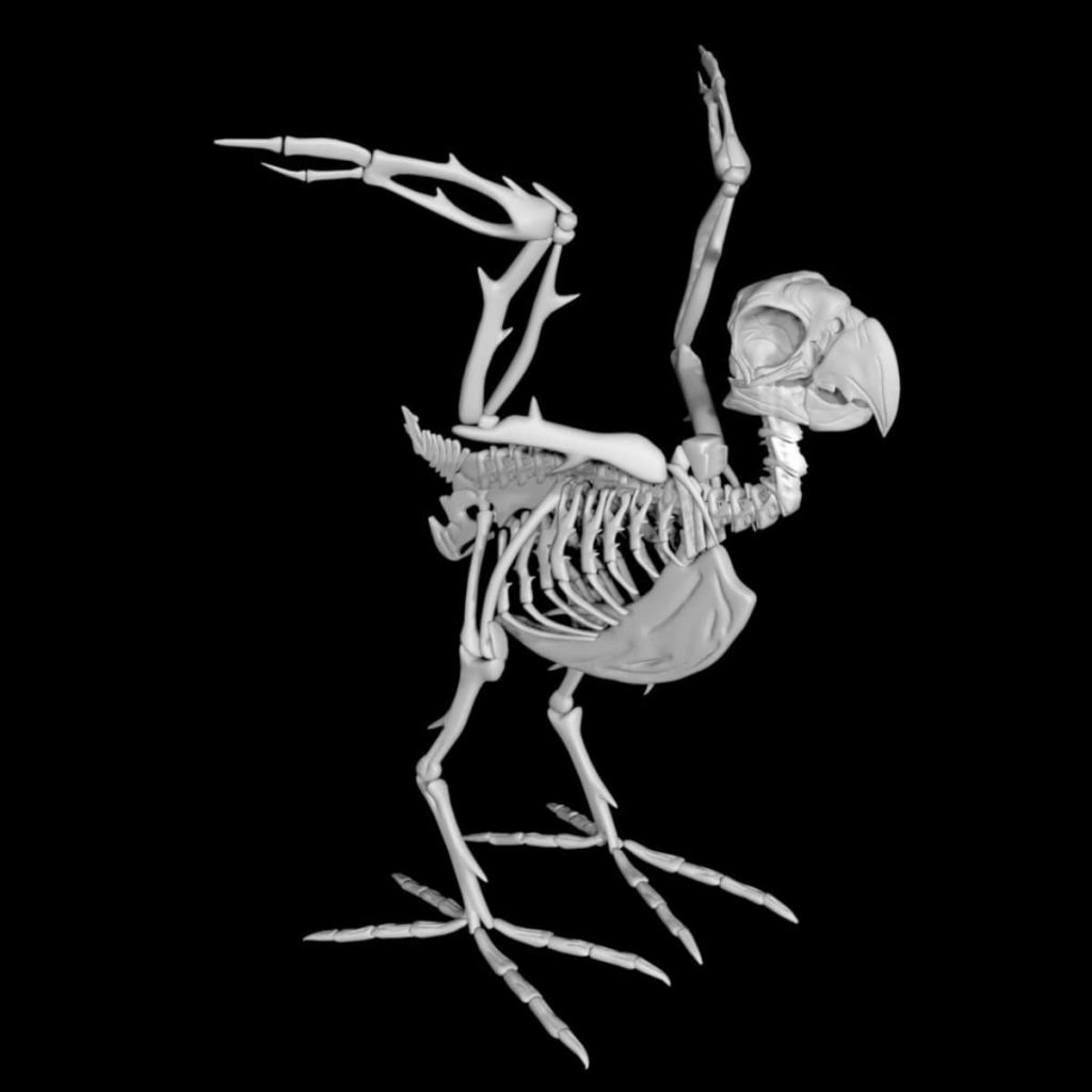 Parrot skeleton 3d model Low Poly AR 3D Model - Team 3d Yard