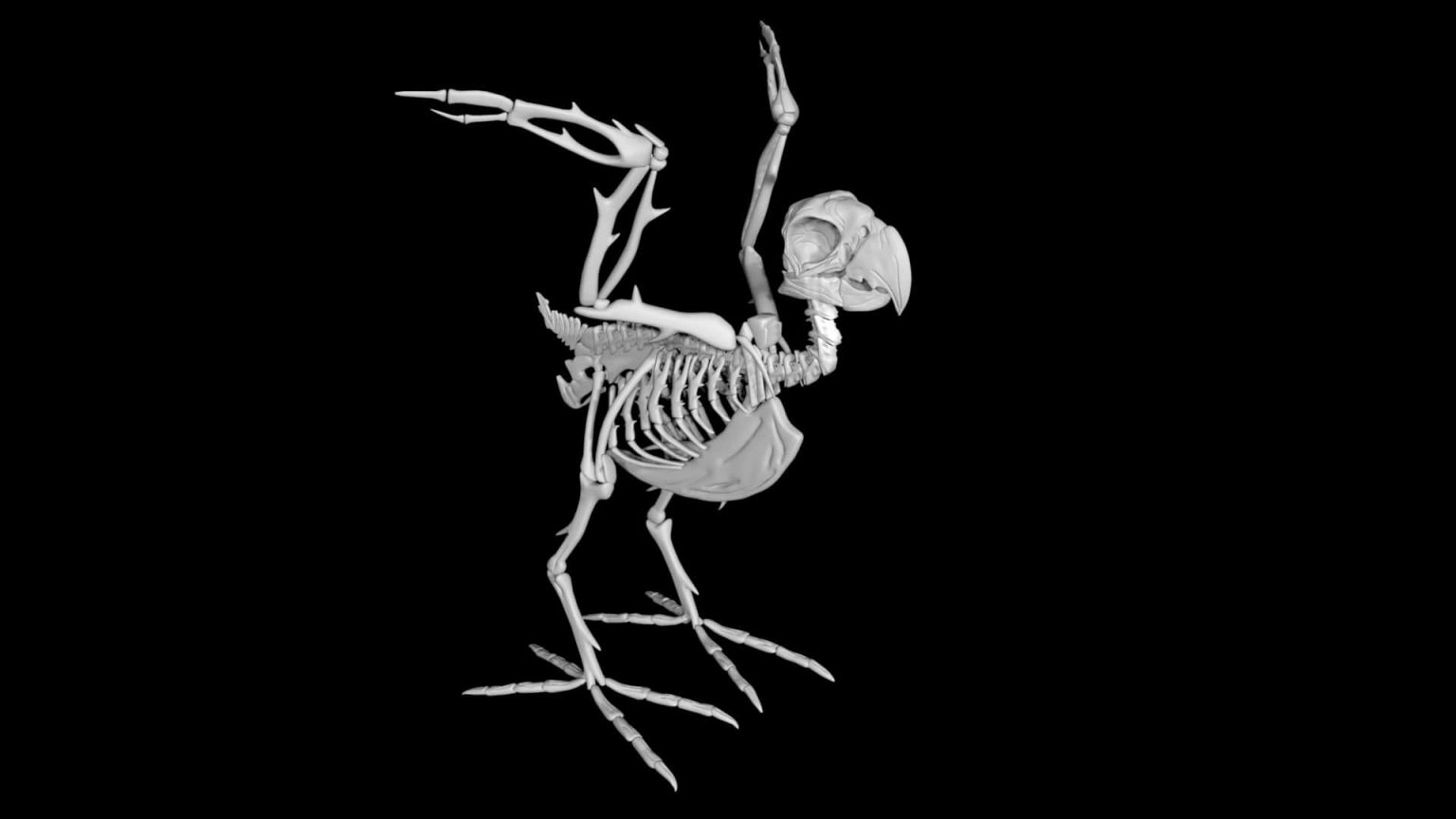 Parrot skeleton 3d model Low Poly AR 3D Model - Team 3d Yard