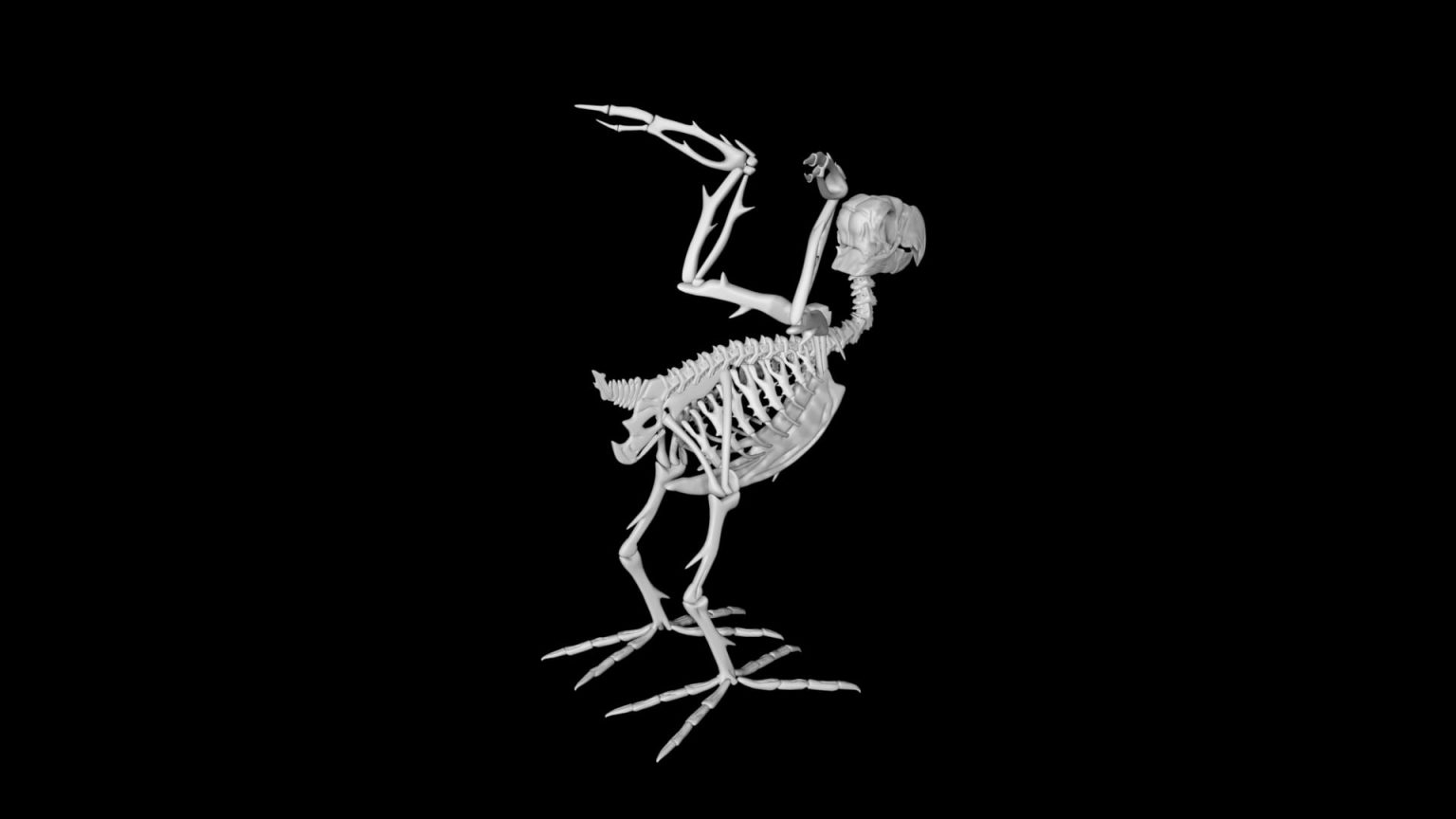 Parrot skeleton 3d model Low Poly AR 3D Model - Team 3d Yard