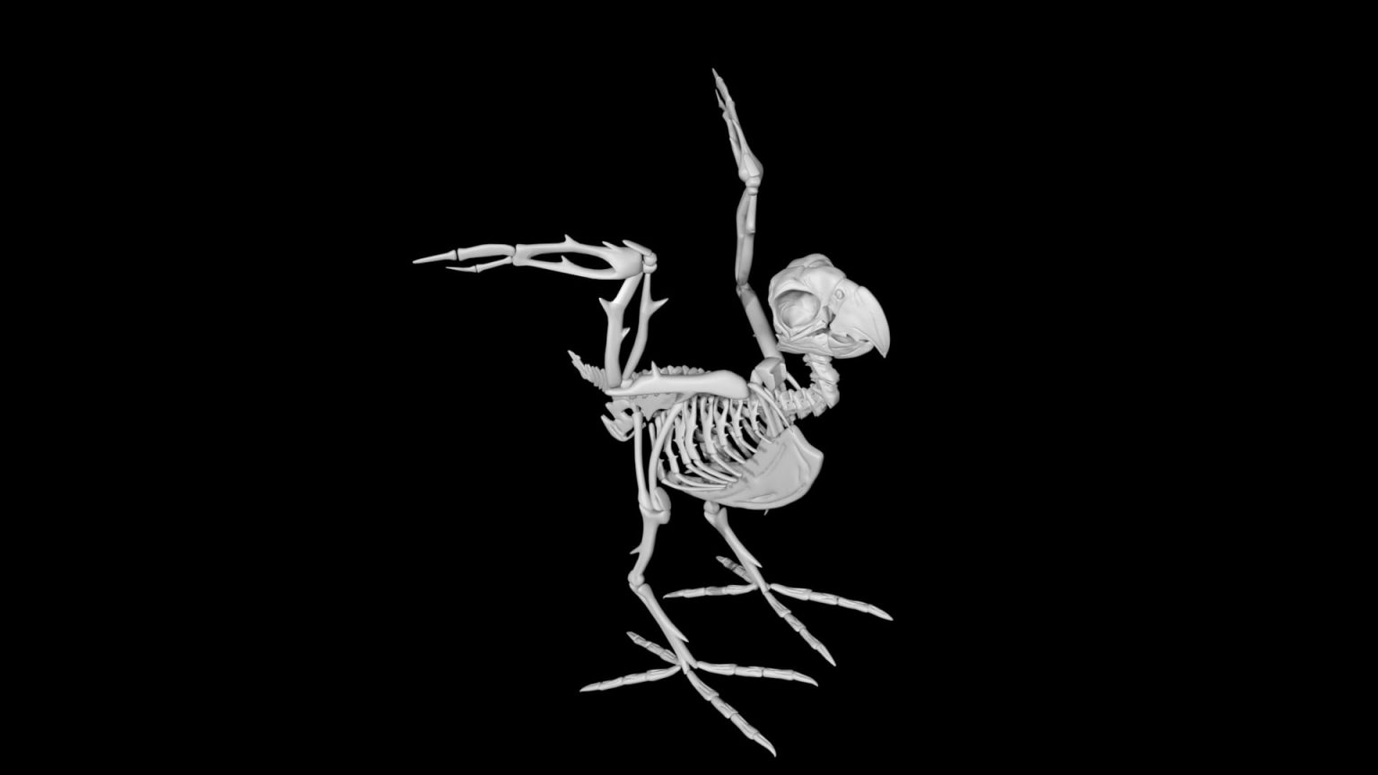 Parrot skeleton 3d model Low Poly AR 3D Model - Team 3d Yard
