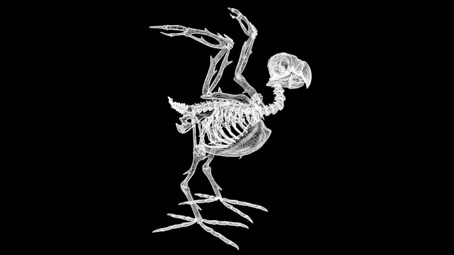 Parrot skeleton 3d model Low Poly AR 3D Model - Team 3d Yard