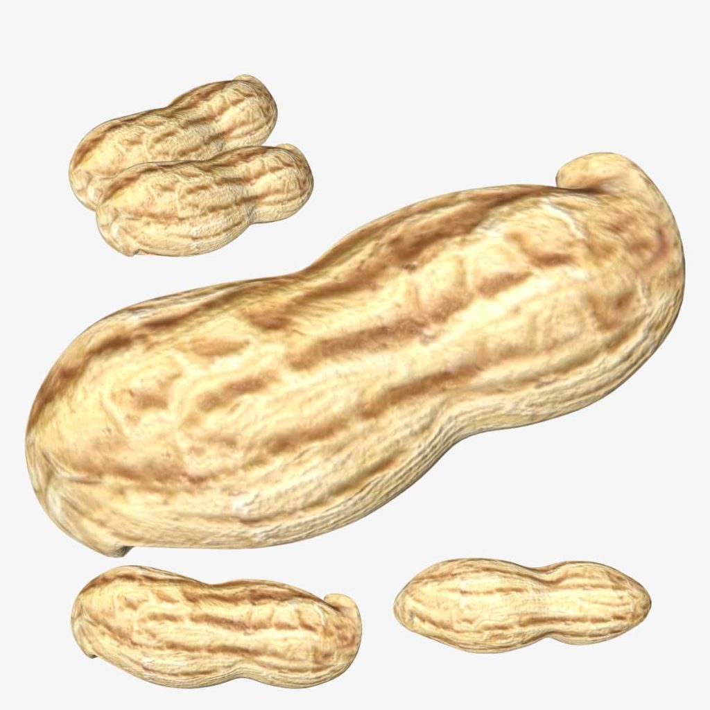Peanut 3d model Low Poly AR 3D Model - Team 3d Yard