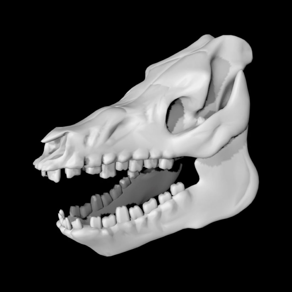 Pig skull 3d model Rigged and low poly - Team 3d Yard