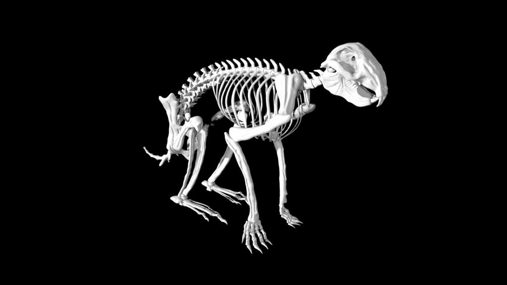 Rabbit skeleton 3d model Low Poly AR 3D Model - Team 3d Yard