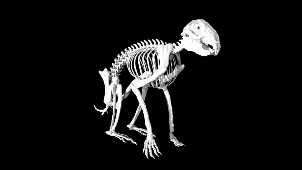 Rabbit skeleton 3d model Low Poly AR 3D Model - Team 3d Yard