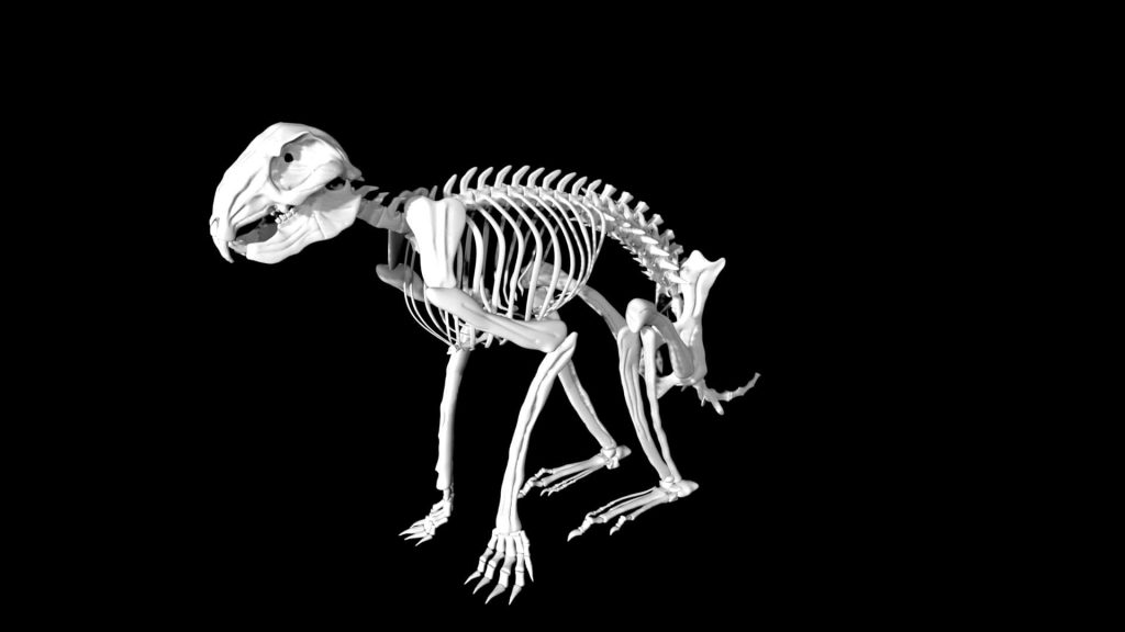 Rabbit skeleton 3d model Low Poly AR 3D Model - Team 3d Yard
