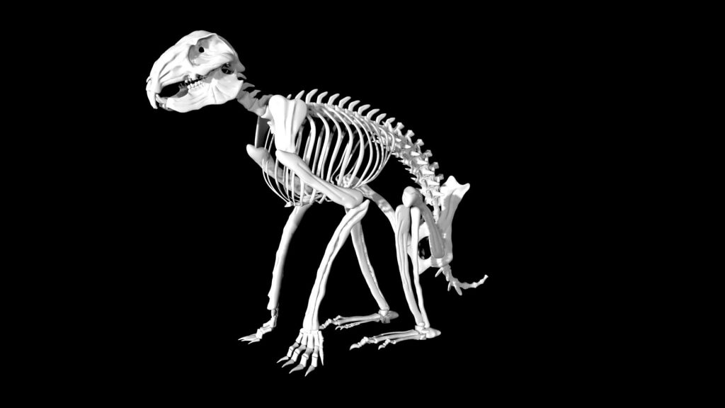 Rabbit skeleton 3d model Low Poly AR 3D Model - Team 3d Yard
