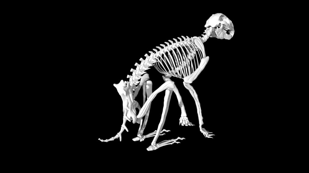 Rabbit skeleton 3d model Low Poly AR 3D Model - Team 3d Yard