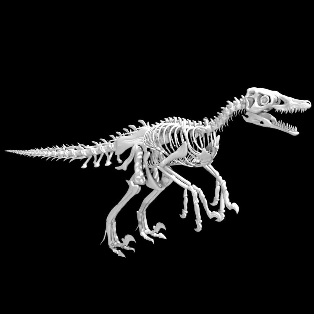 Raptor skeleton 3d model Low Poly AR 3D Model - Team 3d Yard