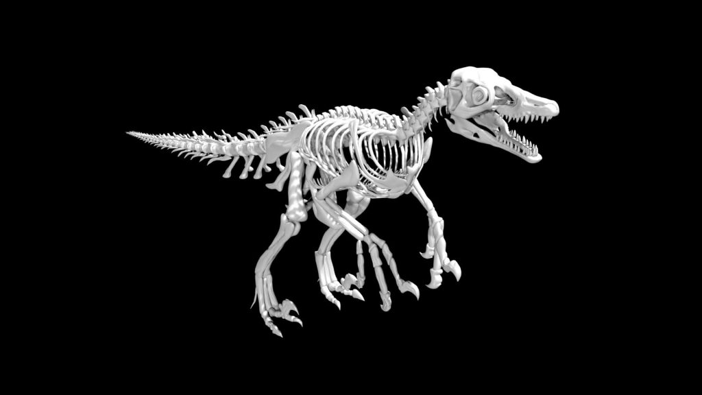 Raptor skeleton 3d model Low Poly AR 3D Model - Team 3d Yard