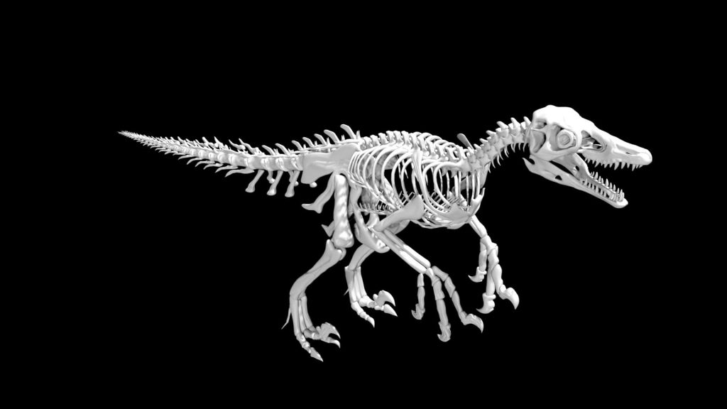 Raptor skeleton 3d model Low Poly AR 3D Model - Team 3d Yard