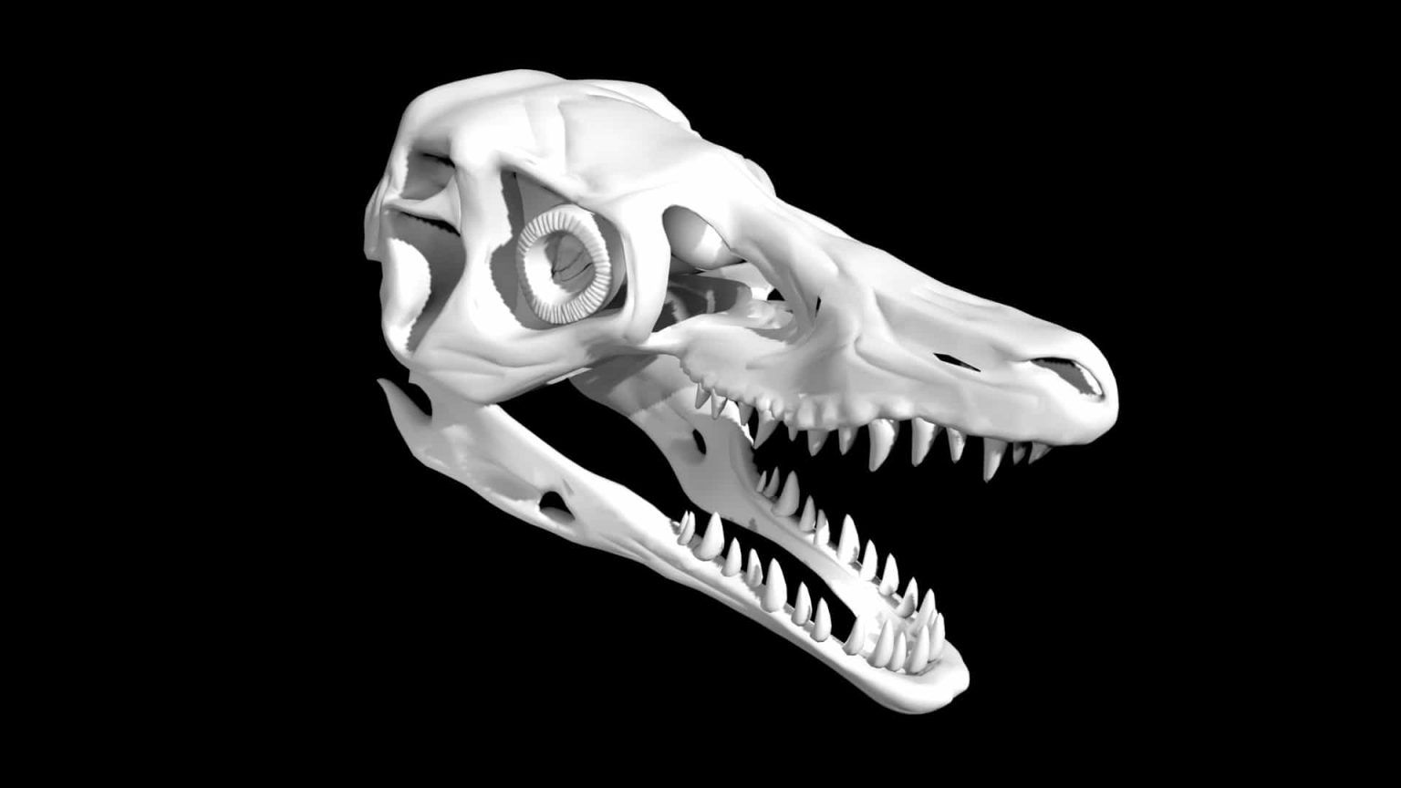 Raptor skull 3d model Low Poly AR 3D Model - Team 3d Yard