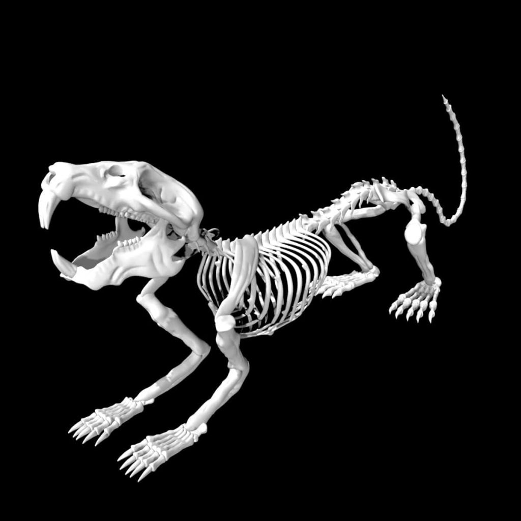 Rat skeleton 3d model Rigged and low poly - Team 3d Yard