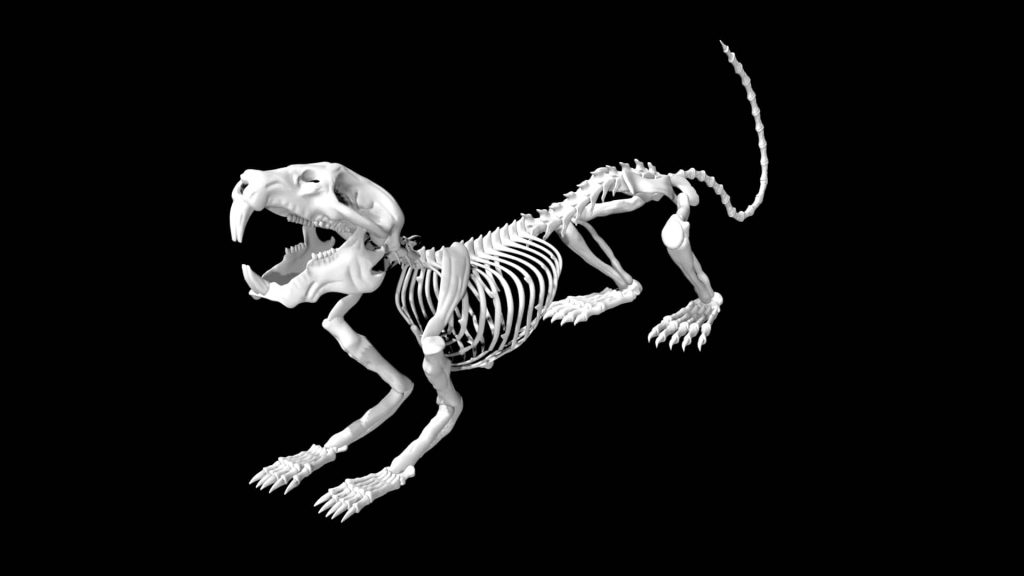 Rat skeleton 3d model Rigged and low poly - Team 3d Yard