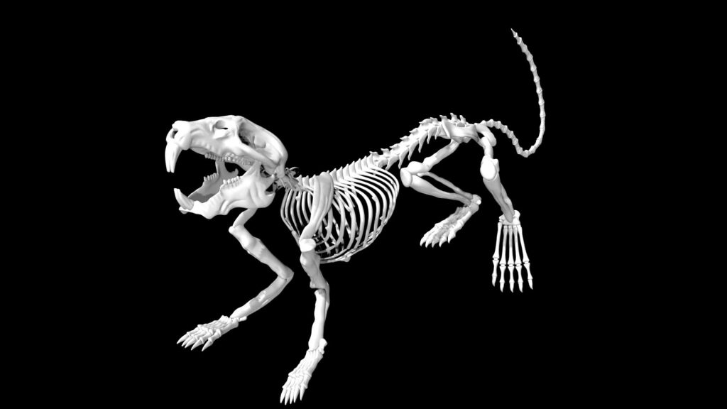 Rat skeleton 3d model Rigged and low poly - Team 3d Yard