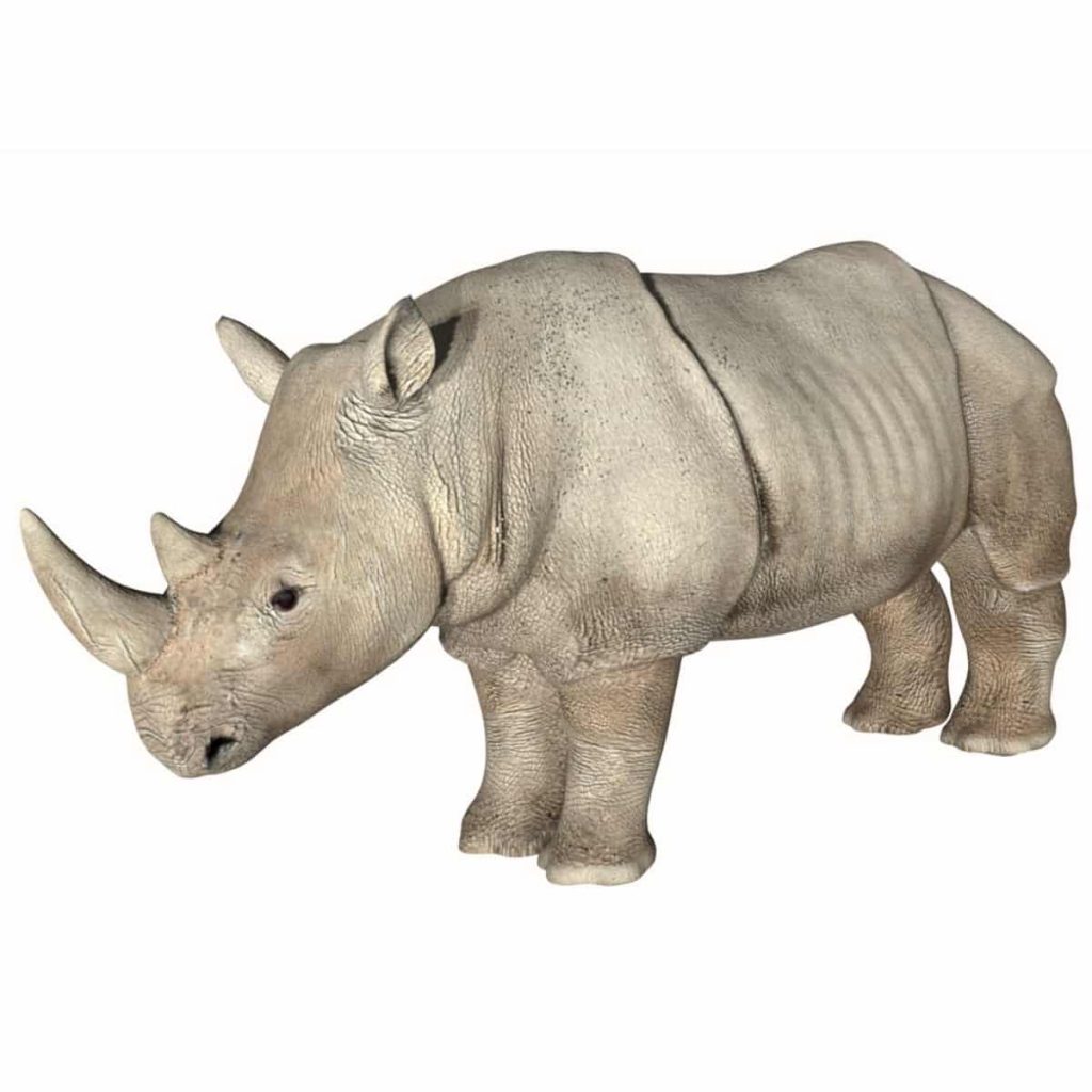 Rhino 3d model Rigged and Low Poly - Team 3d Yard