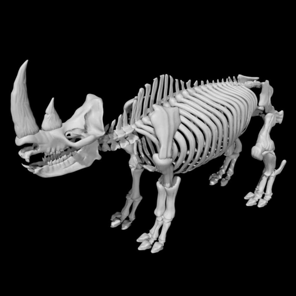 Chicken Skeleton 3d model Low Poly AR 3d model - Team 3d Yard