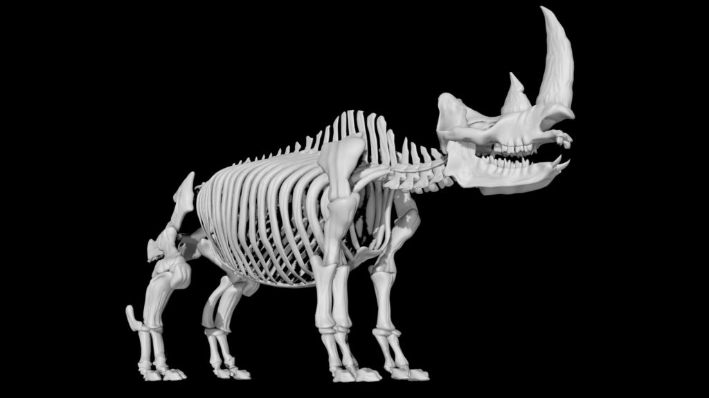 Rhino skeleton 3d model Rigged and low poly - Team 3d Yard