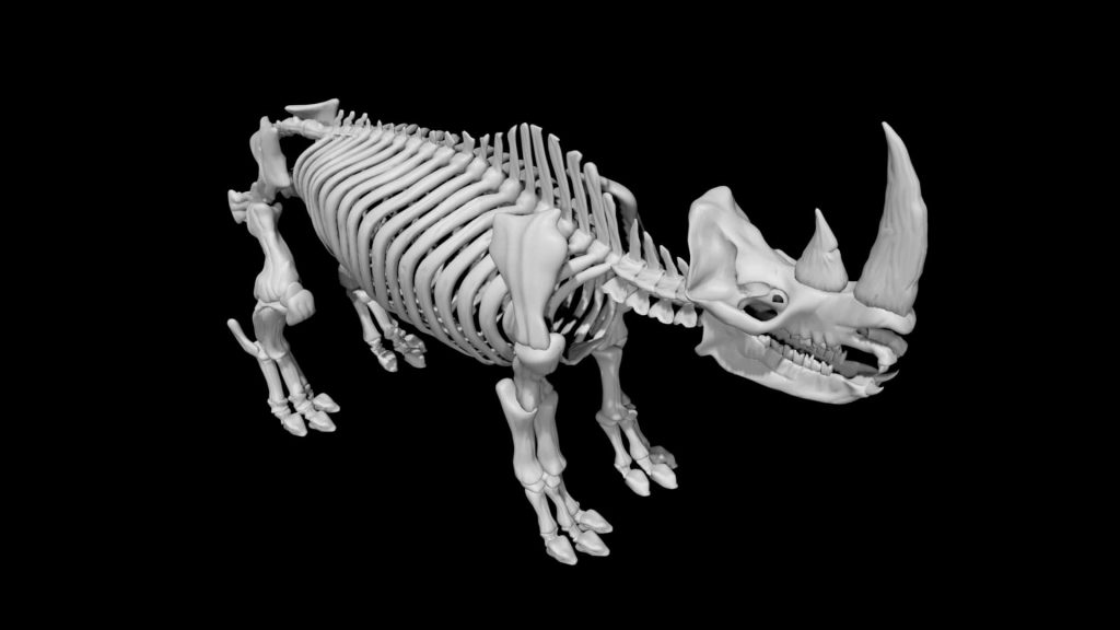 Rhino skeleton 3d model Rigged and low poly - Team 3d Yard