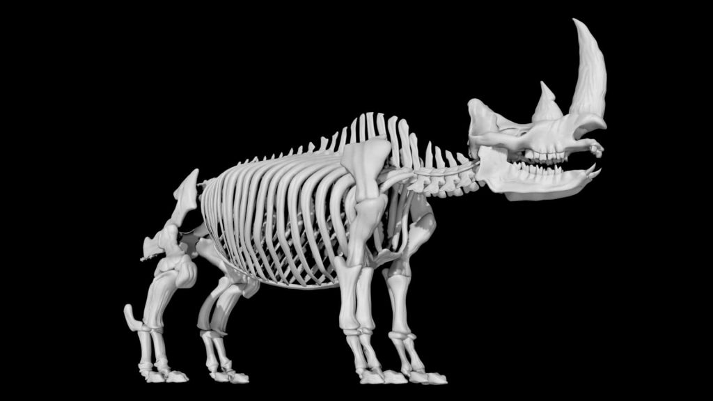 Rhino skeleton 3d model Rigged and low poly - Team 3d Yard
