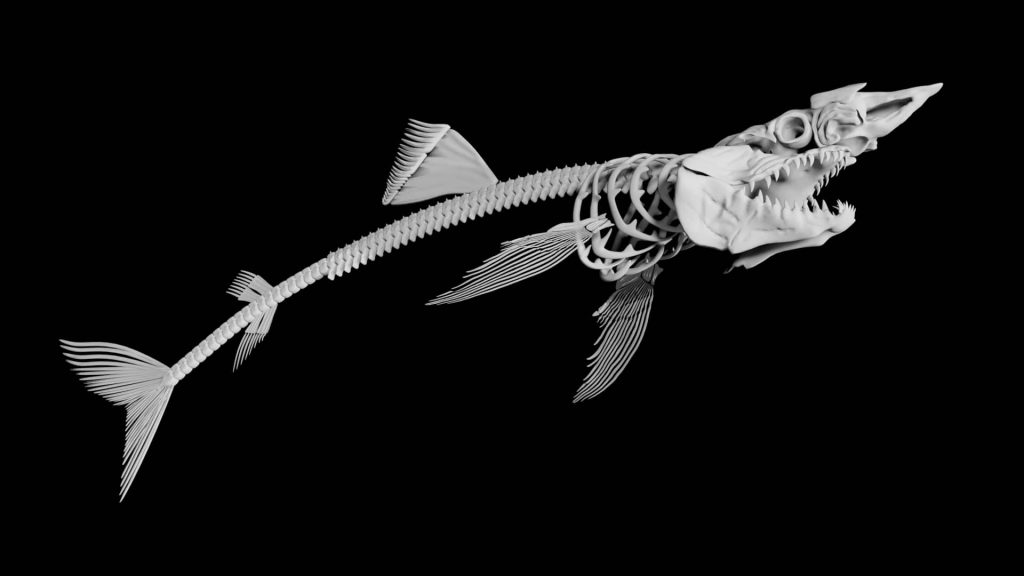 Shark skeleton 3d model Low Poly - Team 3d Yard