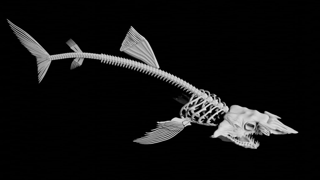 Shark skeleton 3d model Low Poly - Team 3d Yard