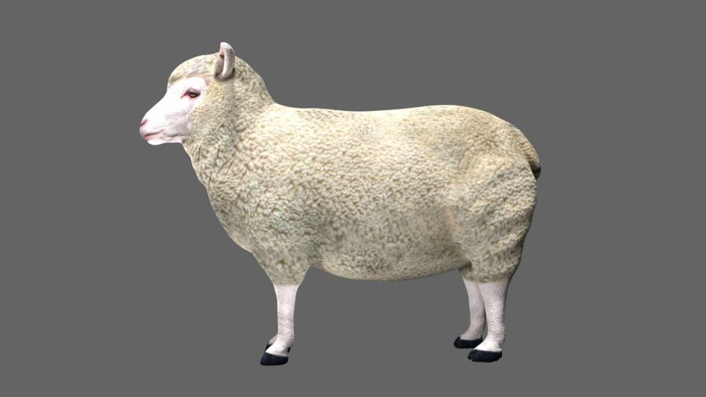 Sheep 3d model Rigged and low poly - Team 3d Yard