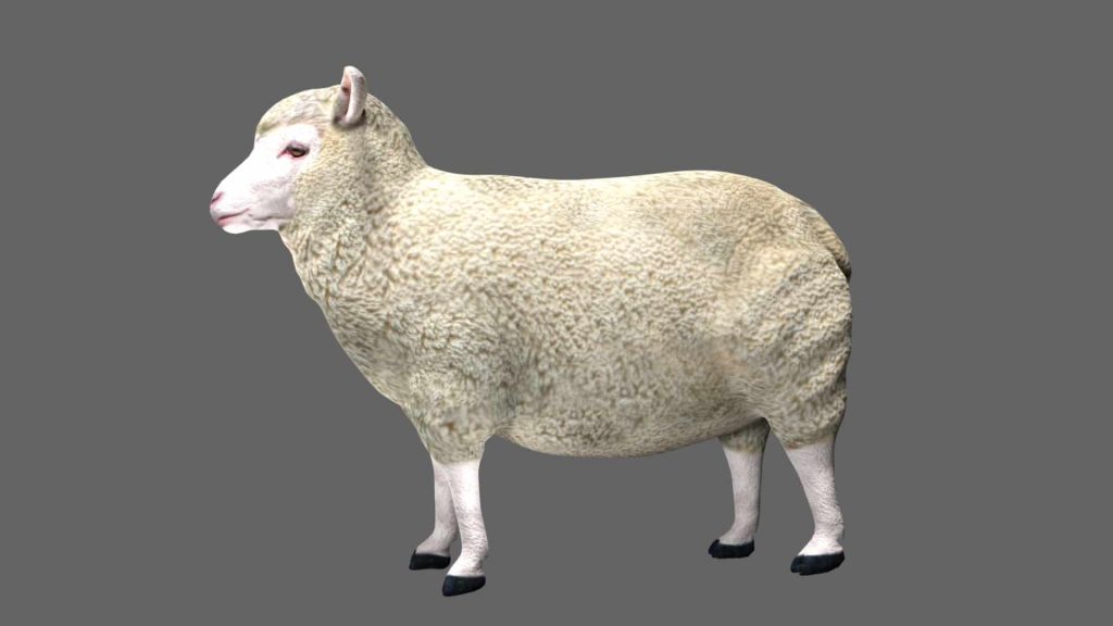 Sheep 3d model Rigged and low poly - Team 3d Yard
