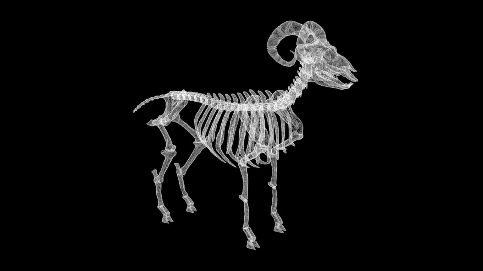 Sheep skeleton 3d model Rigged and Low Poly - Team 3d Yard