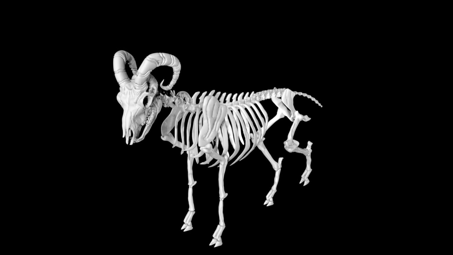 Sheep skeleton 3d model Rigged and Low Poly - Team 3d Yard