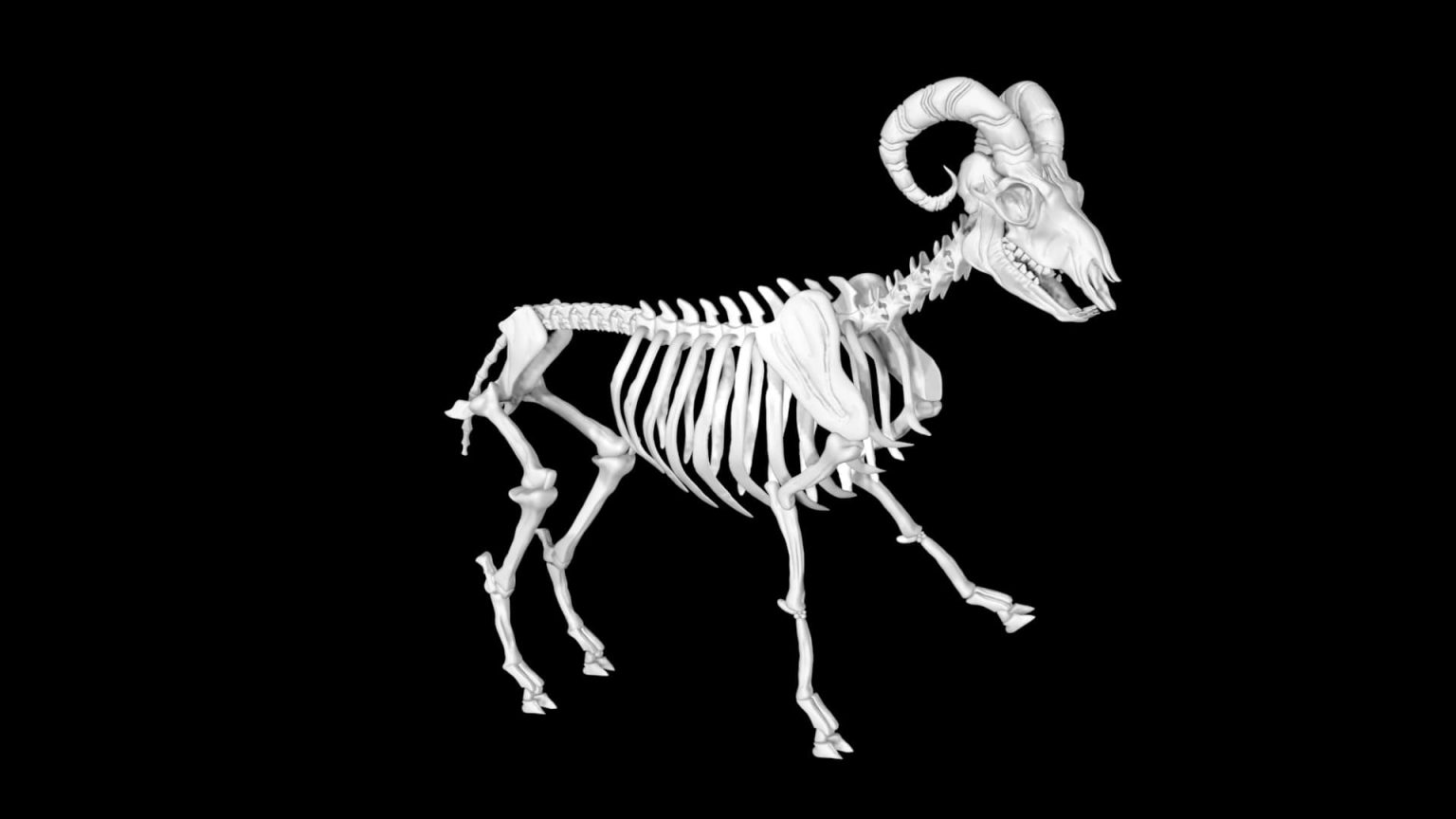Sheep skeleton 3d model Rigged and Low Poly - Team 3d Yard