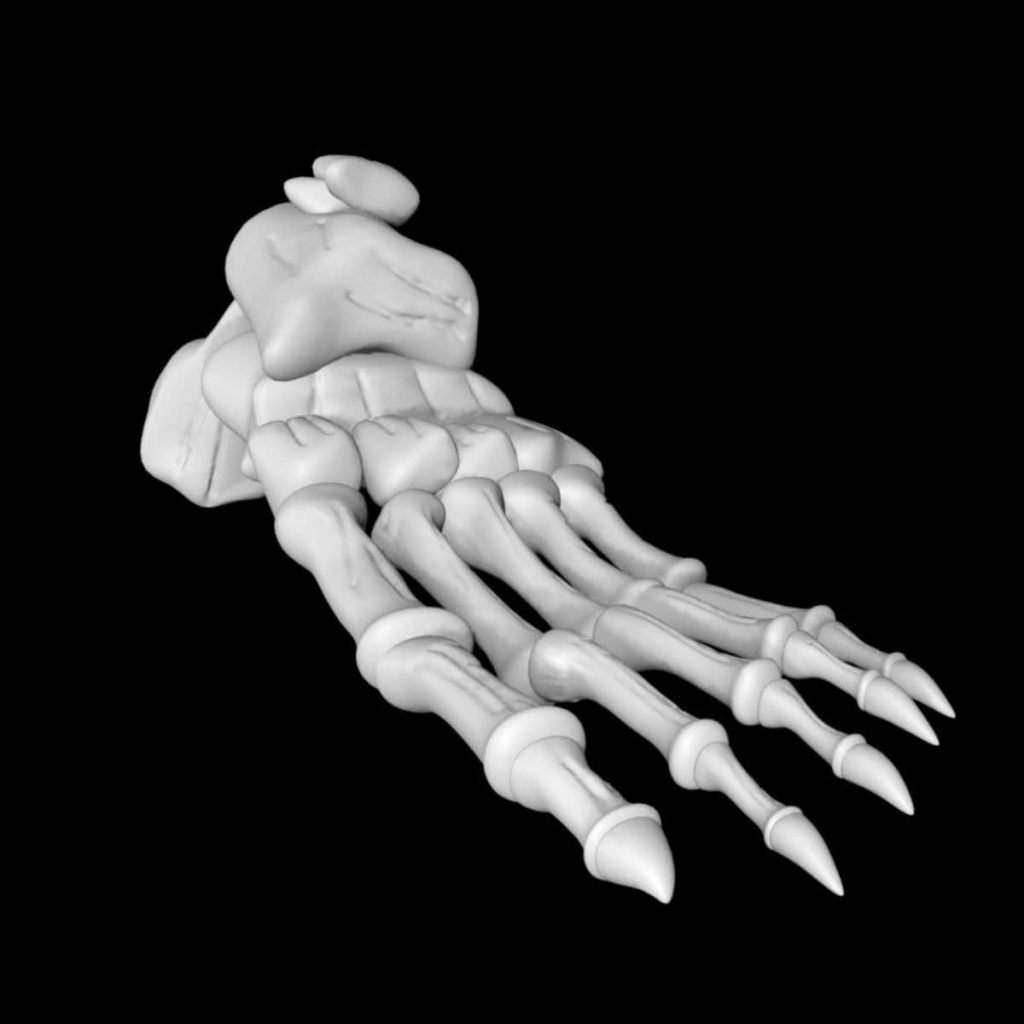 Skeletal foot 3d model Low Poly AR 3D Model - Team 3d Yard