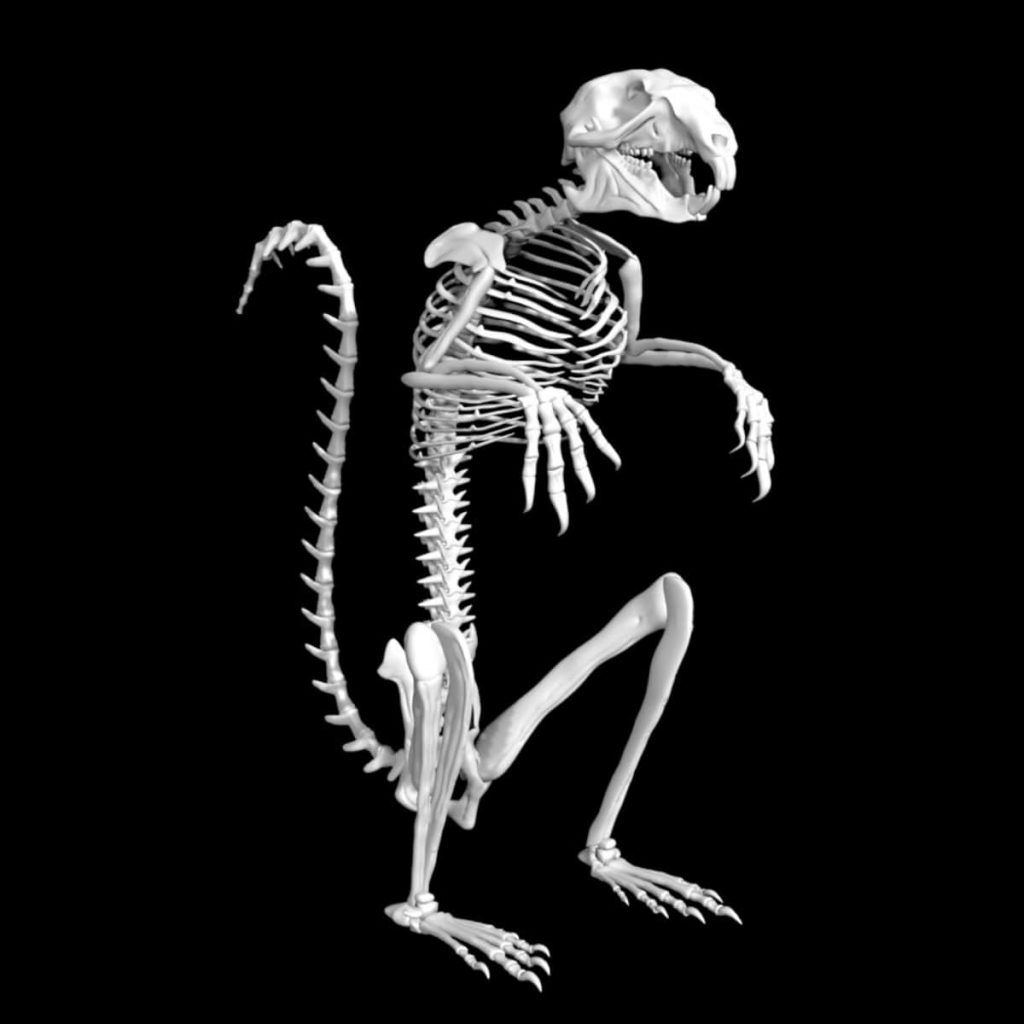 Squirrel skeleton 3d model Low Poly AR 3D Model - Team 3d Yard