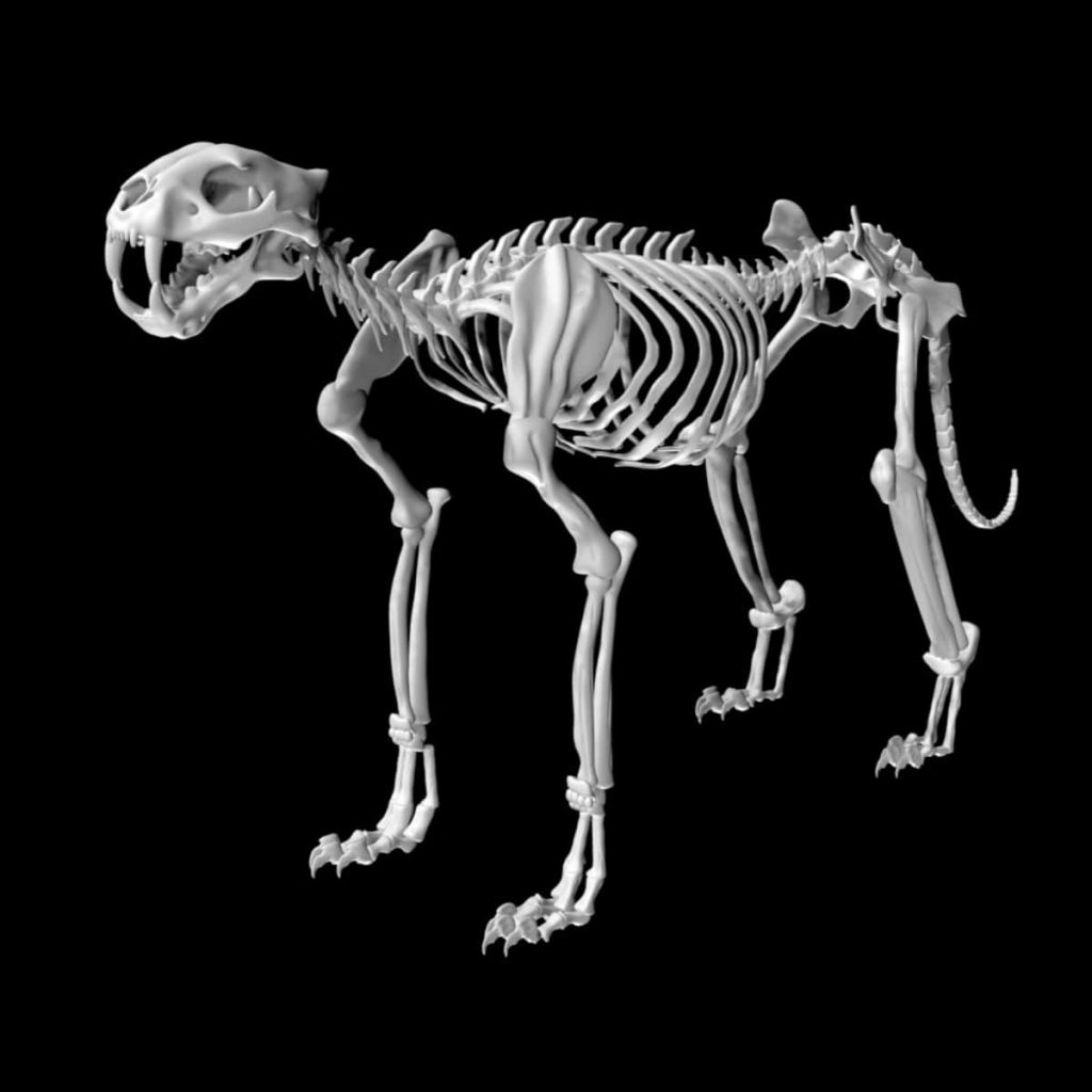 Tiger Skeleton 3d model Rigged and Low Poly - Team 3d Yard