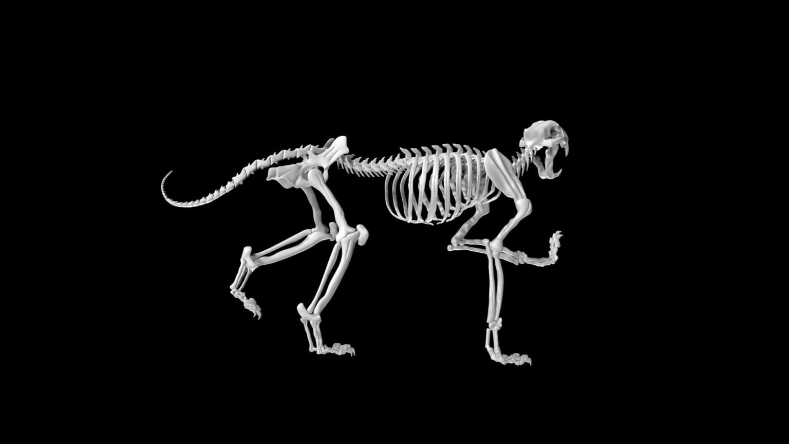 Tiger Skeleton 3d model Rigged and Low Poly - Team 3d Yard