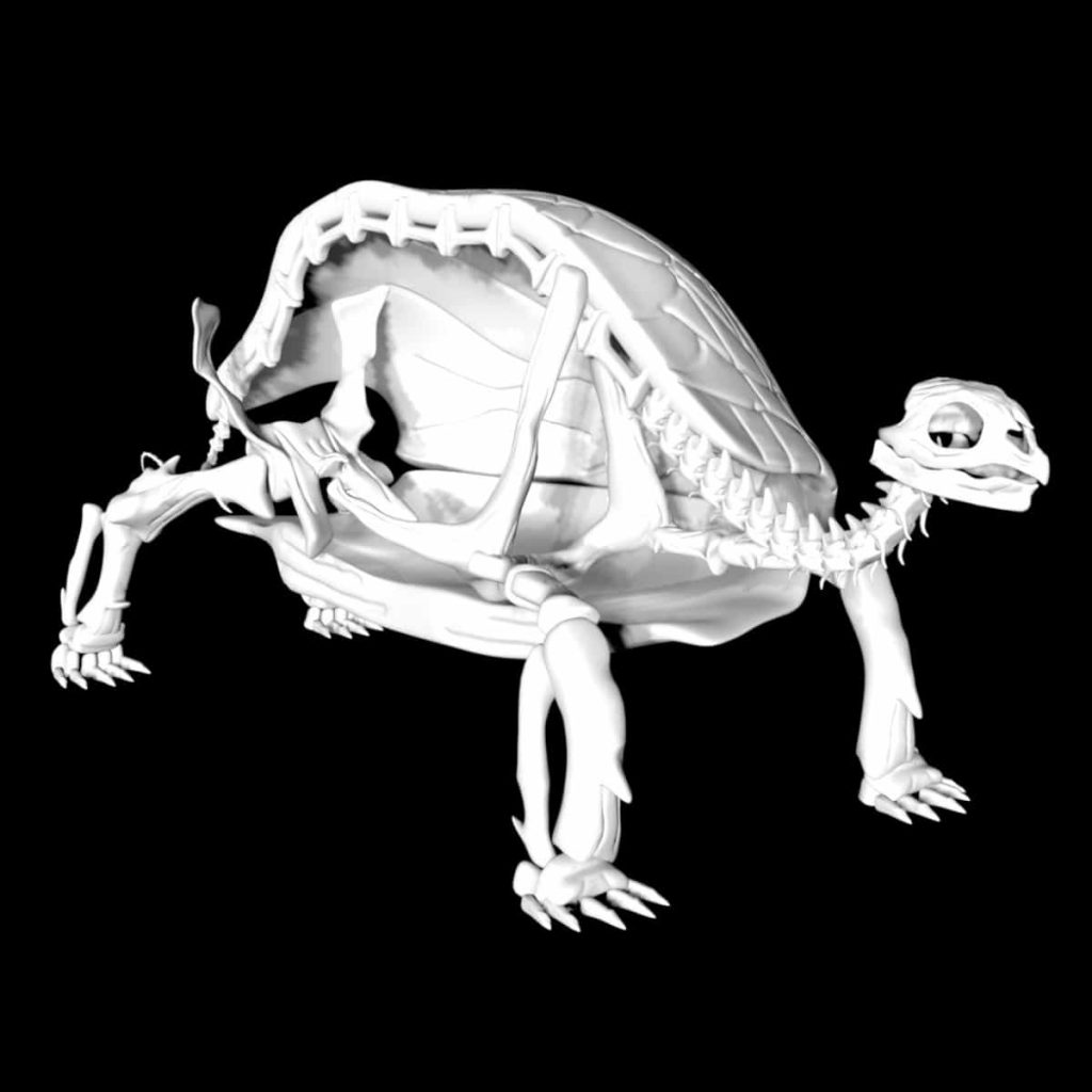 Tortoise skeleton 3d model Low Poly AR 3D Model - Team 3d Yard