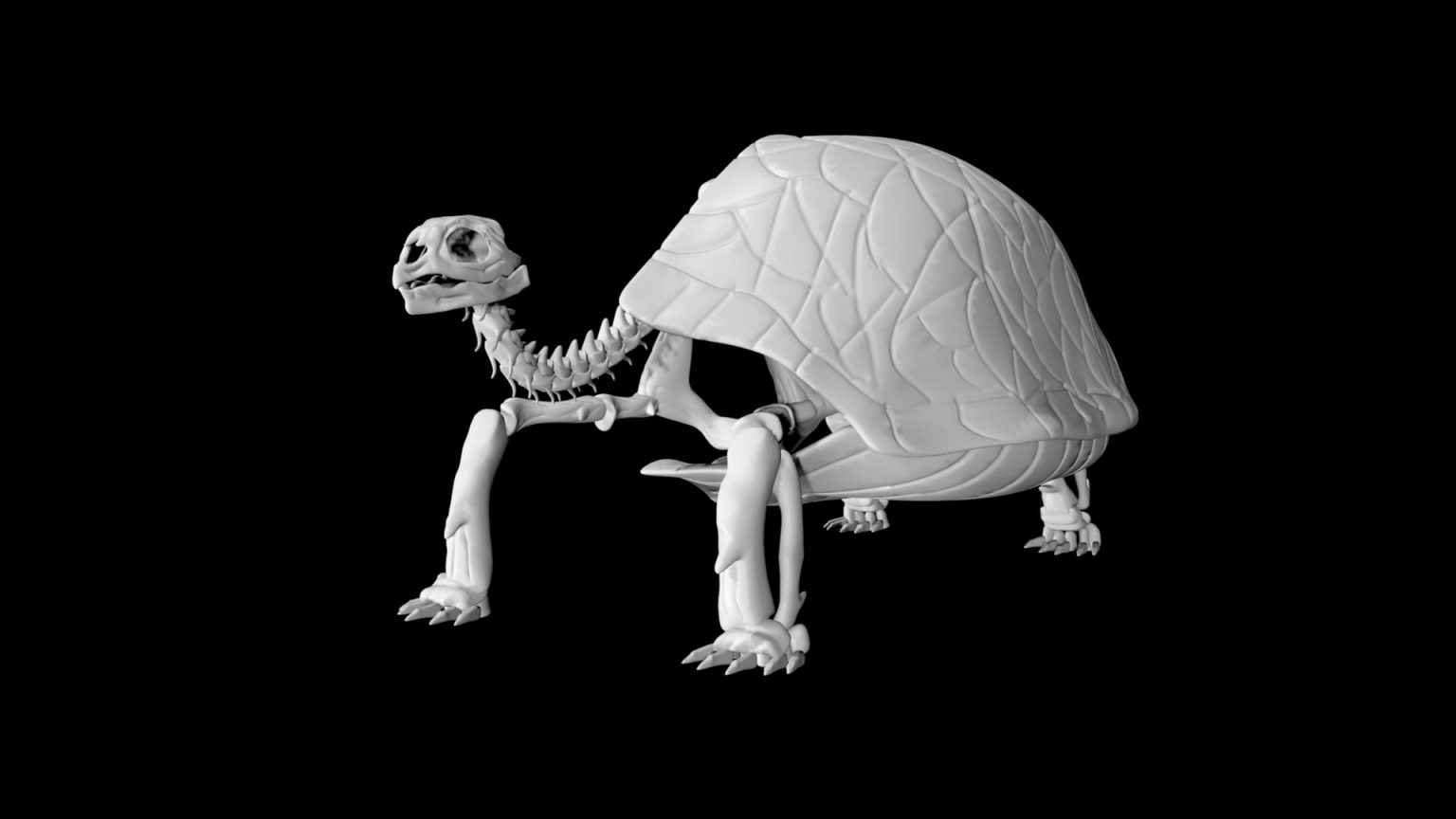 Tortoise skeleton 3d model Low Poly AR 3D Model - Team 3d Yard