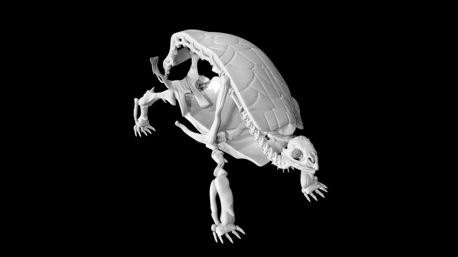 Tortoise skeleton 3d model Low Poly AR 3D Model - Team 3d Yard