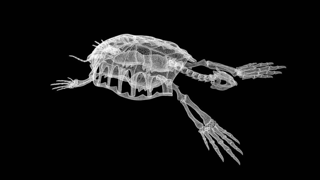 Turtle skeleton 3d model Low Poly AR 3D Model - Team 3d Yard