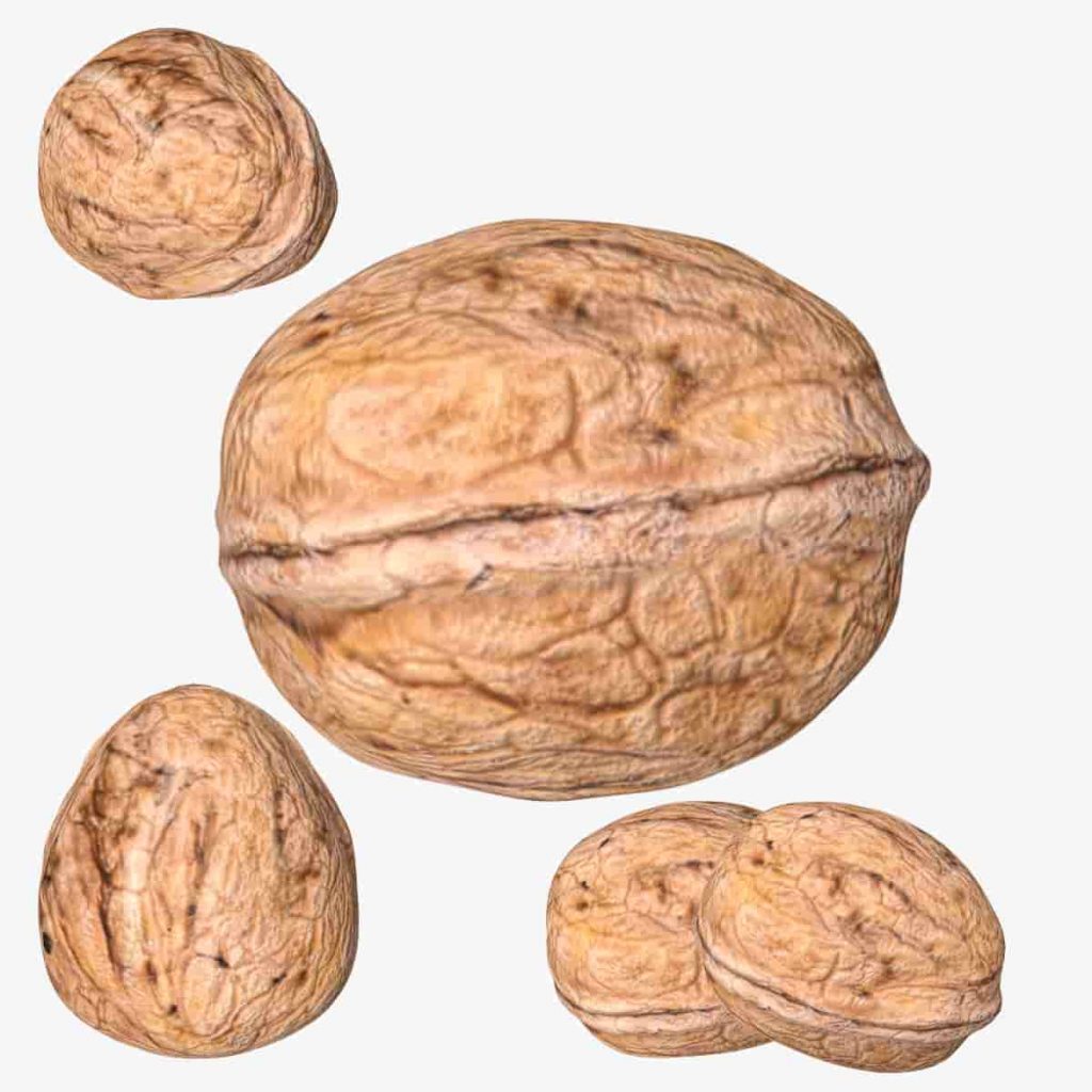 Walnut 3d model Low Poly AR 3D Model - Team 3d Yard
