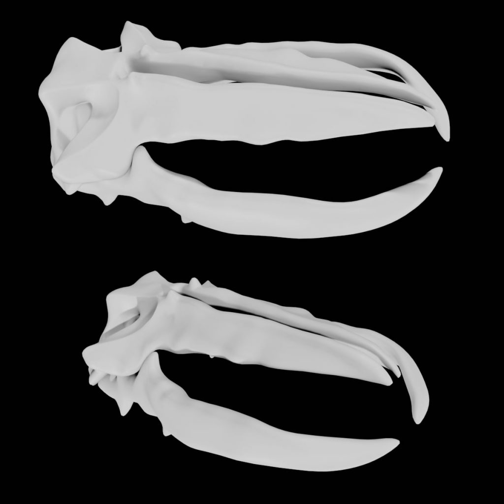 Chicken Skeleton 3d model Low Poly AR 3d model - Team 3d Yard