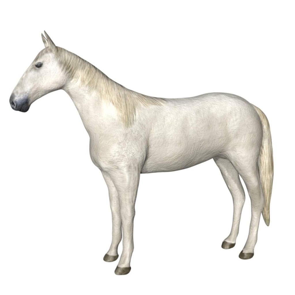 White stallion 3d model Low Poly AR 3D Model - Team 3d Yard