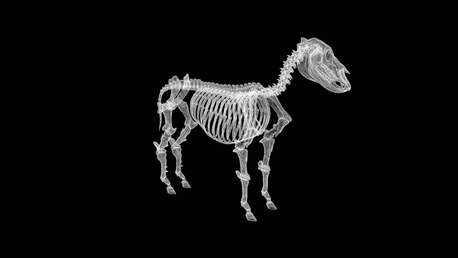 Zebra skeleton 3d model Low Poly AR 3D Model - Team 3d Yard