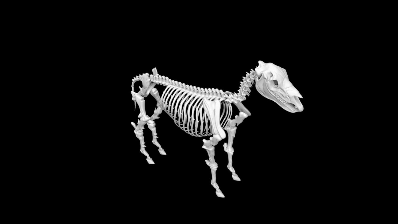 Zebra skeleton 3d model Low Poly AR 3D Model - Team 3d Yard