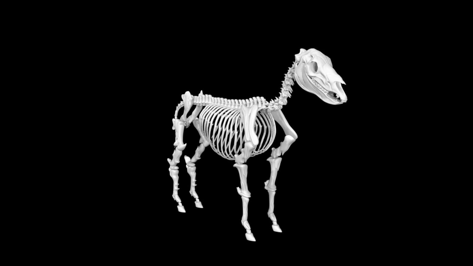 Zebra skeleton 3d model Low Poly AR 3D Model - Team 3d Yard